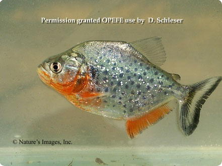 Web Mundopiranha • Maculatus