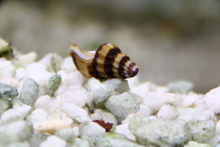 Foro Mundopiranha • Página principal